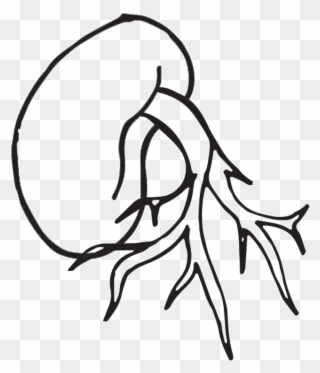 Plant Life Cycle Clipart, Worksheet & Coloring Page - Clip Art - Png ...