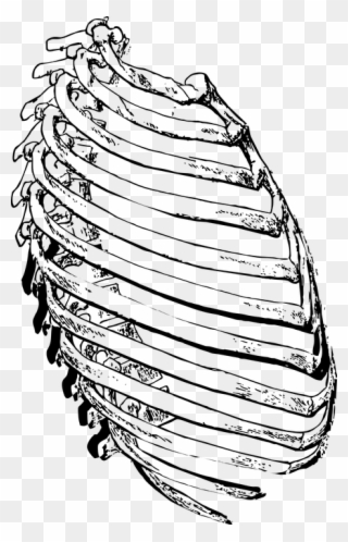 Rib Cage Png 5, Buy Clip Art Transparent Png (#1711441) - PinClipart