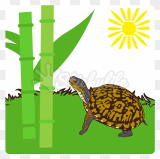Eastern Box Turtle Decal Clipart (#1809931) - PinClipart