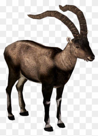 Pyrenean Ibex Download - Pyrenean Ibex Png Clipart - Full Size Clipart ...