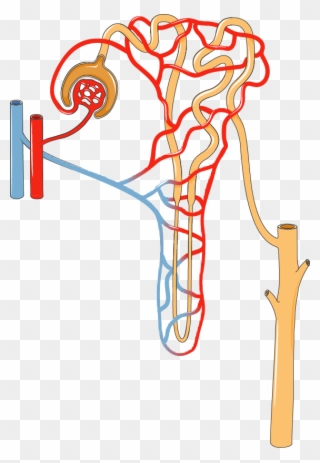 Download The Image Download The Entire Set - Nephron Png Clipart ...
