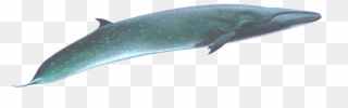 Transparent Whale Thin Back Clipart (#2306048) - PinClipart