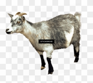 Png Bakra Gote Goat Animal Pictures Png Png Bakra Gote Clipart ...