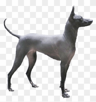 Peruvian Hairless Dog Clipart (#2617124) - PinClipart