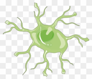 Free PNG Astrocytes Clip Art Download - PinClipart