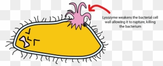 Free PNG Cell Death Clip Art Download - PinClipart