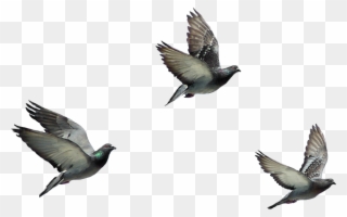 Disney Princess Images Flying Birds 8 Hd Wallpaper Clipart (#2899646 ...