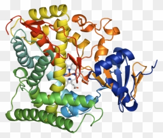 Free PNG Enzyme Clip Art Download - PinClipart