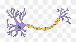 Free PNG Neuron Clip Art Download - PinClipart