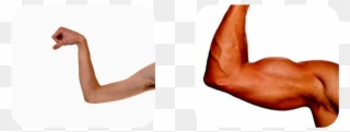 Strong And Weak Png Pluspng - Bodybuilding Clipart (#3213140) - PinClipart
