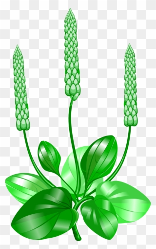 Spiked Club Clip Art - Png Download - Full Size Clipart (#3902910 ...