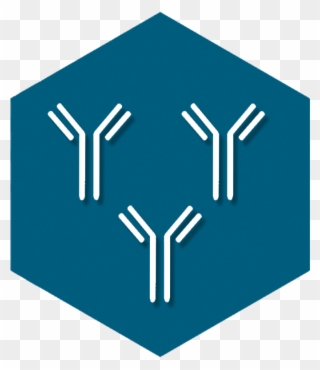 Rabbit Polyclonal Antibody Service - Antibodies Clip Art - Png Download ...