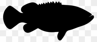 Goliath Fish Shape Svg Transparent Background - Grouper Svg Clipart ...