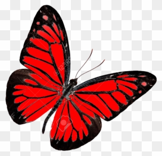 Free PNG Butterfly Transparent Background Clip Art Download - PinClipart