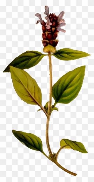This Free Icons Png Design Of Prunella Vulgaris - Prunella Vulgaris Png ...