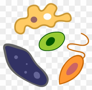 Protista Clipart - Png Download (#5196883) - PinClipart