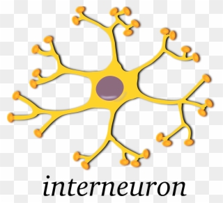 Free Neuron-interneuron - Interneuron Clipart - Png Download (#524507 ...