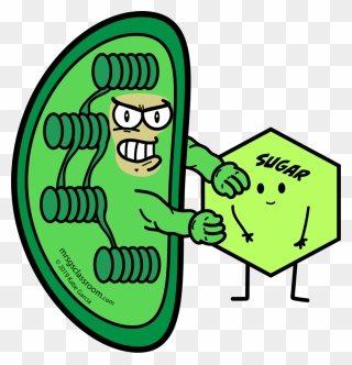 Cartoon Pictures Of Chloroplasts Clipart (#5305597) - PinClipart