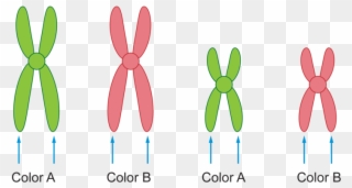 Vector Transparent Library Chromosome Drawing - Chromosome Pair Drawing ...