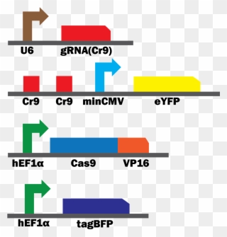 Characterization - Clip Art - Png Download (#695803) - PinClipart