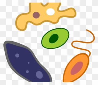 Algae Clipart Protist - Protozoa Png Transparent Png - Full Size ...