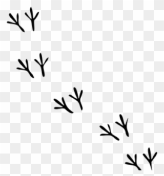 Chicken Clipart Track - Footprints Clipart - Png Download - Full Size ...